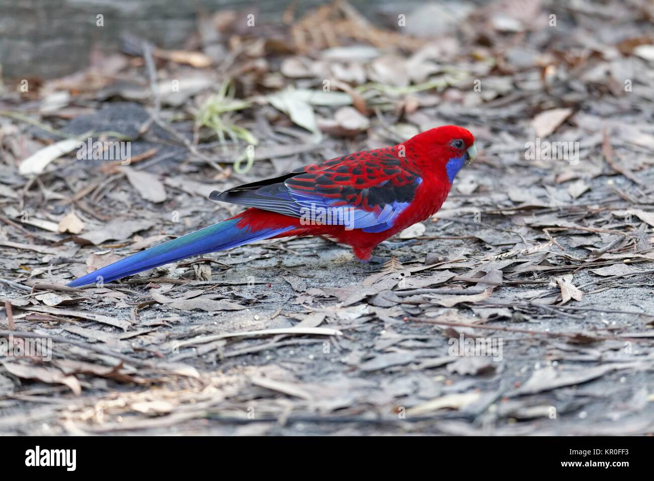 Pennantsittich hi-res stock photography and images - Alamy