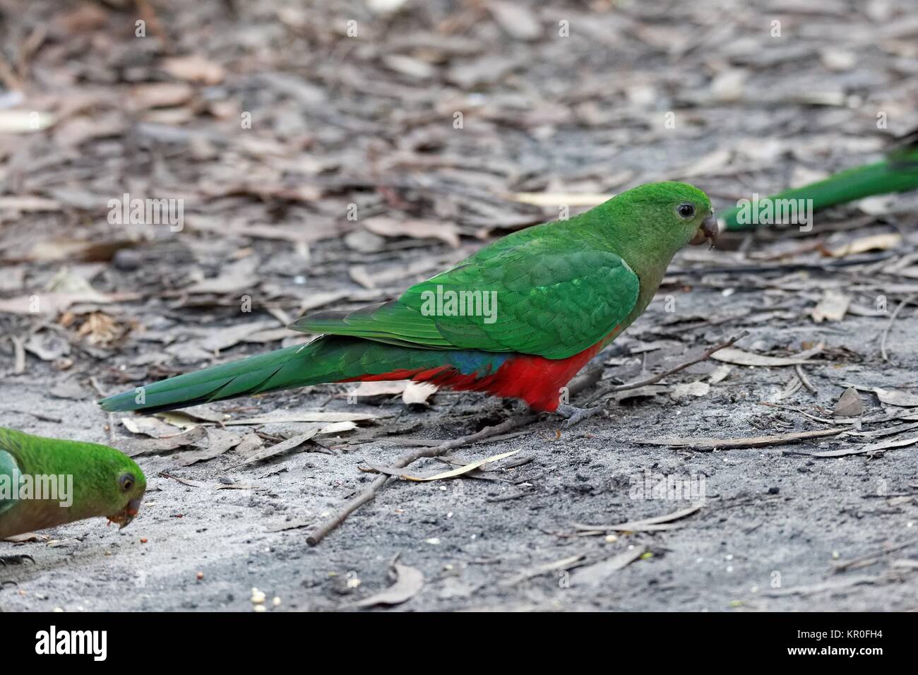 female king parrot Stock Photo - Alamy