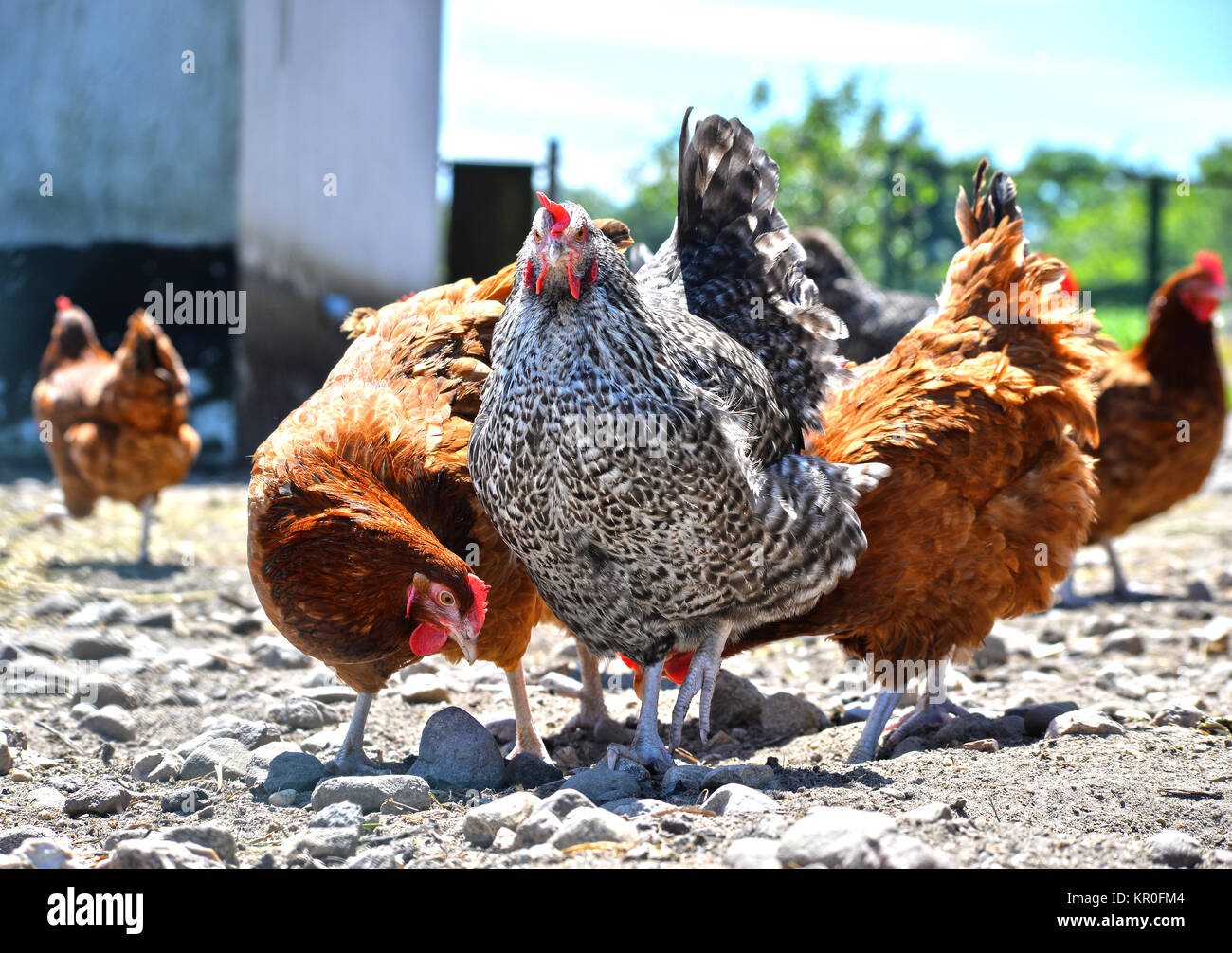 Free range chicken farm house hi-res stock photography and images - Alamy