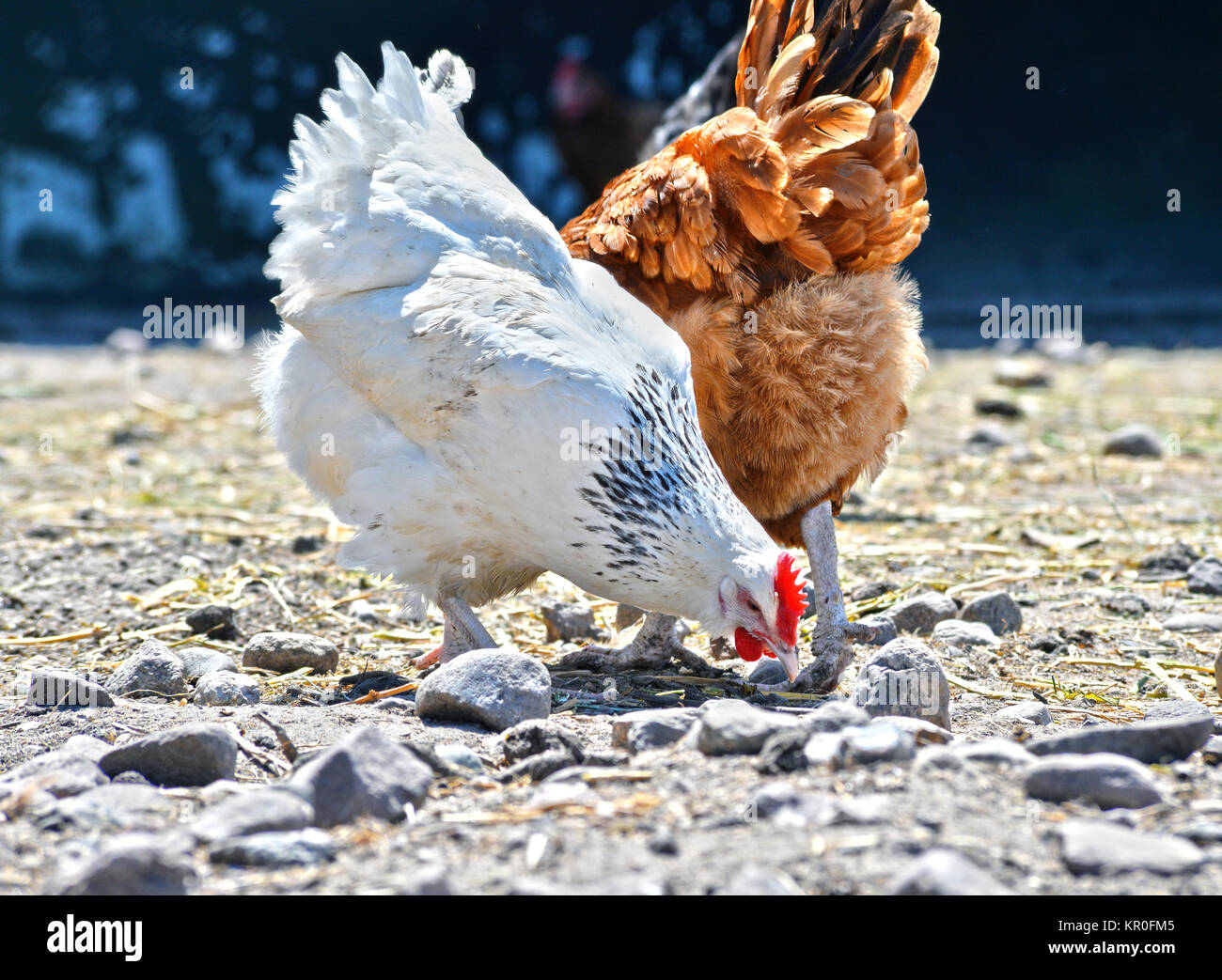Chickens on traditional free range poultry farm Stock Photo - Alamy