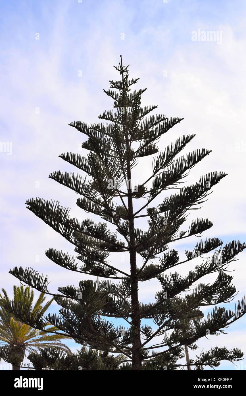 the tip of an african fir tree before cloudy sky Stock Photo - Alamy