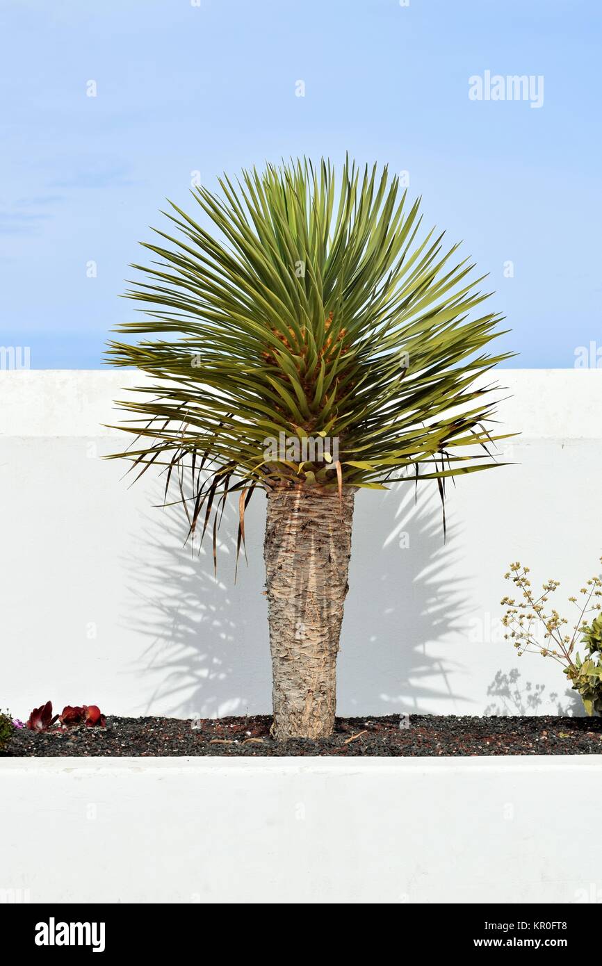blaublÃ¤ttrige yucca art,latin yucca rostrata,in front of white wall ...