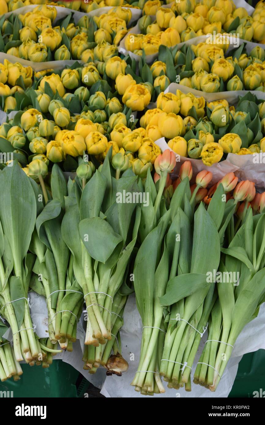 bouquets of fresh tulips on the market Stock Photo - Alamy