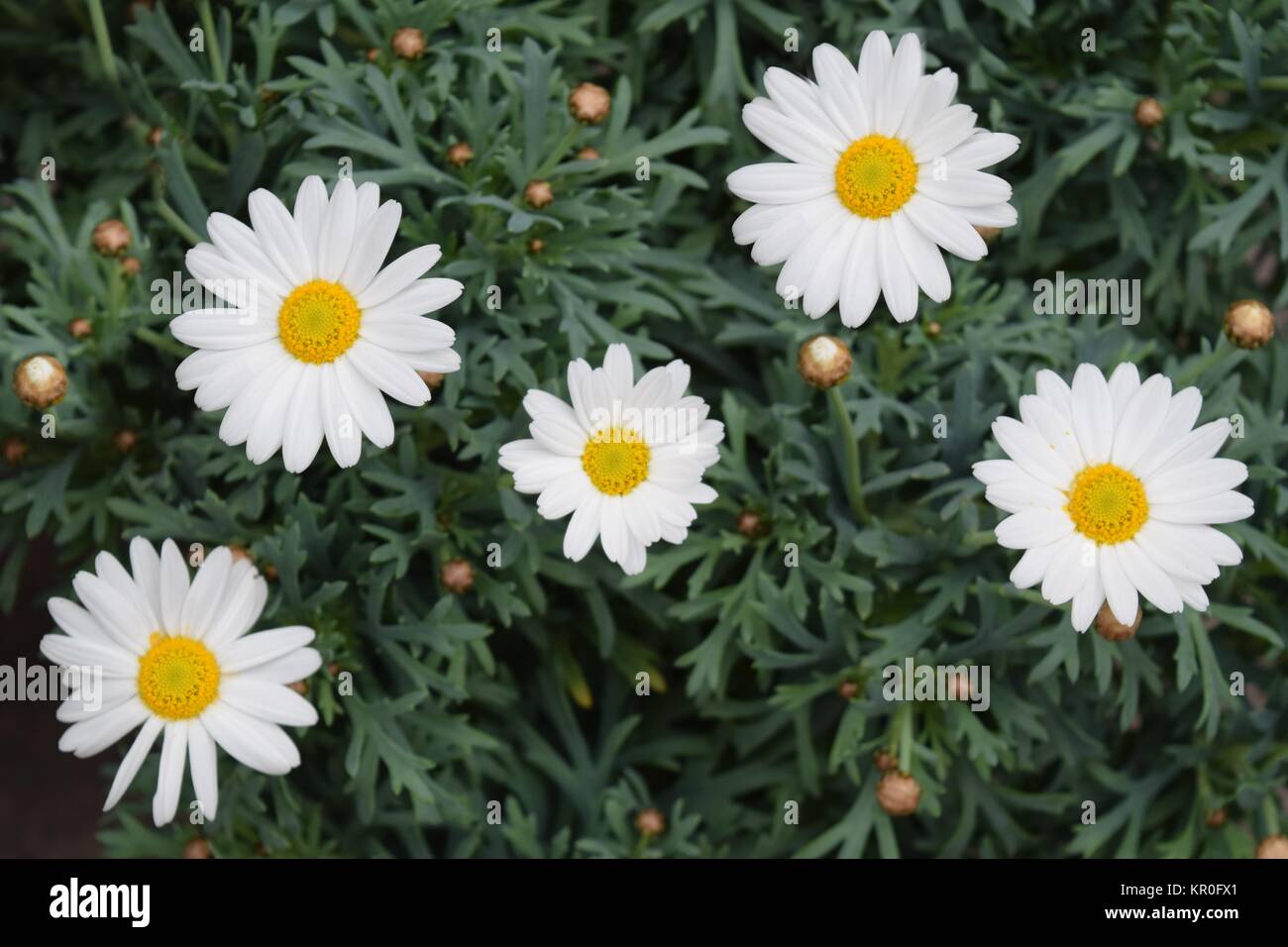 flowers of daisy,leucanthemum latin,in close-up Stock Photo - Alamy