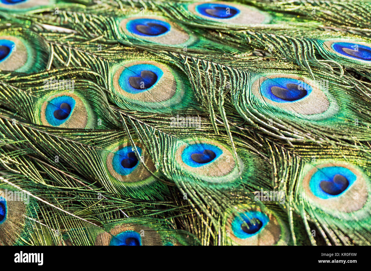 Peacock bird outside hi-res stock photography and images - Alamy