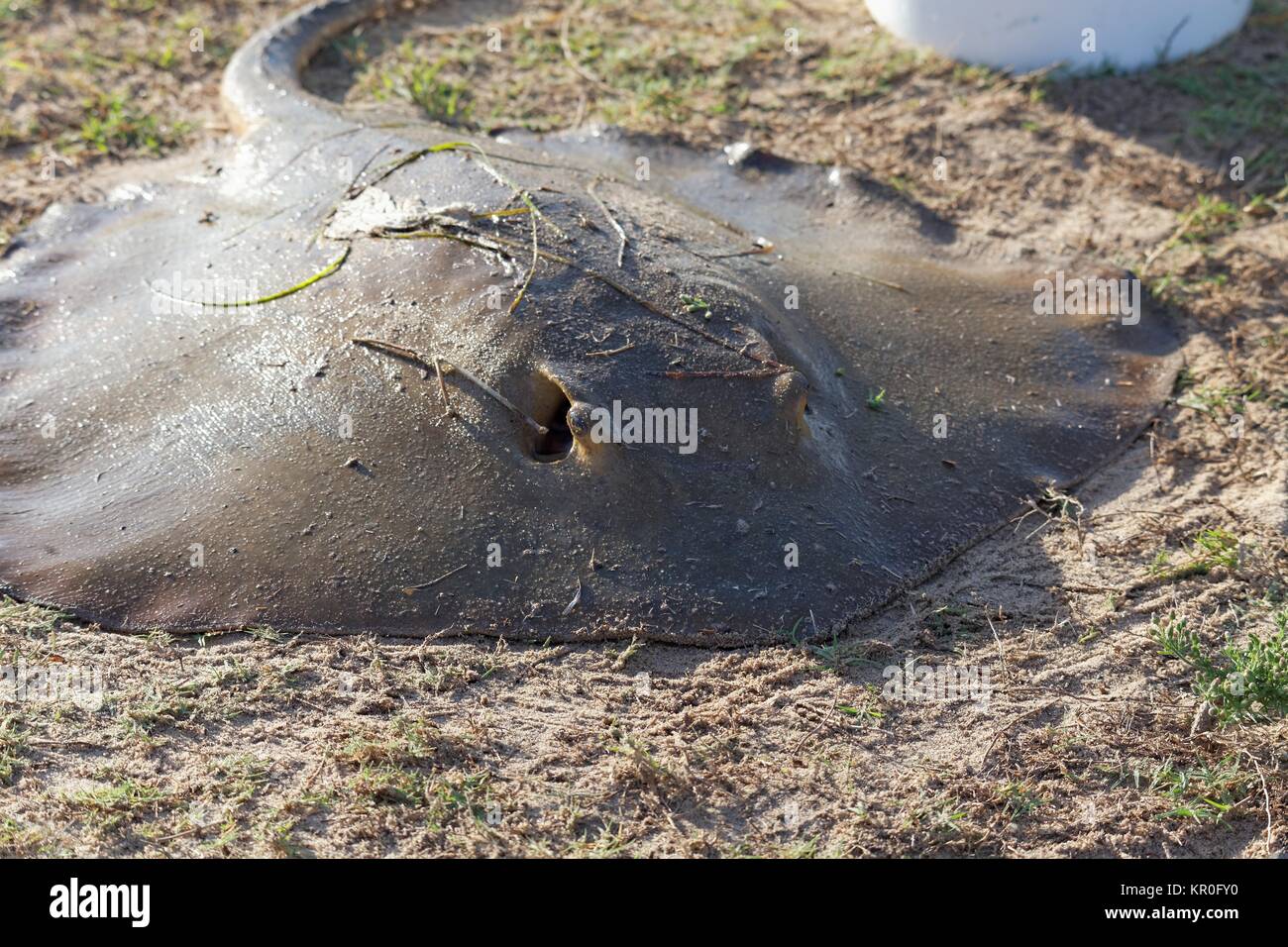 Rochen hi-res stock photography and images - Alamy