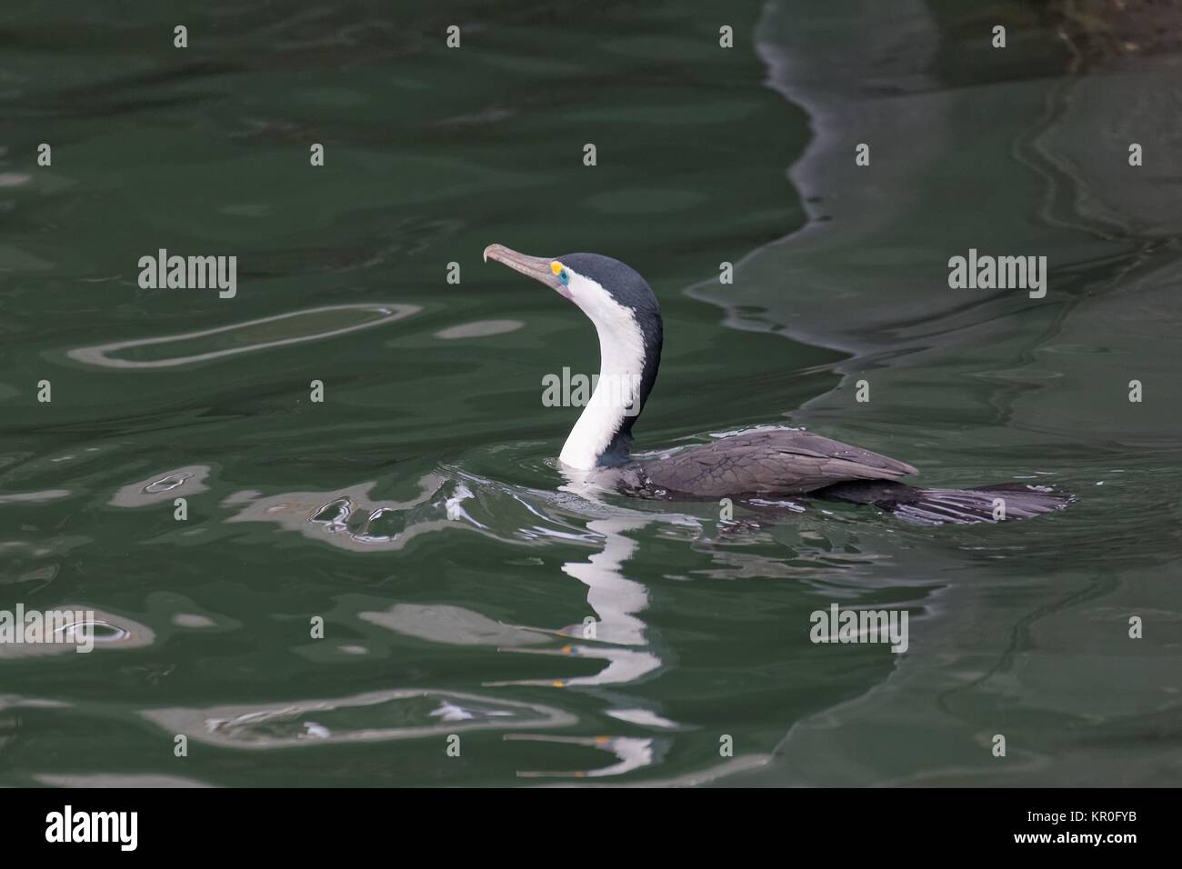 Australian shag hi-res stock photography and images - Alamy