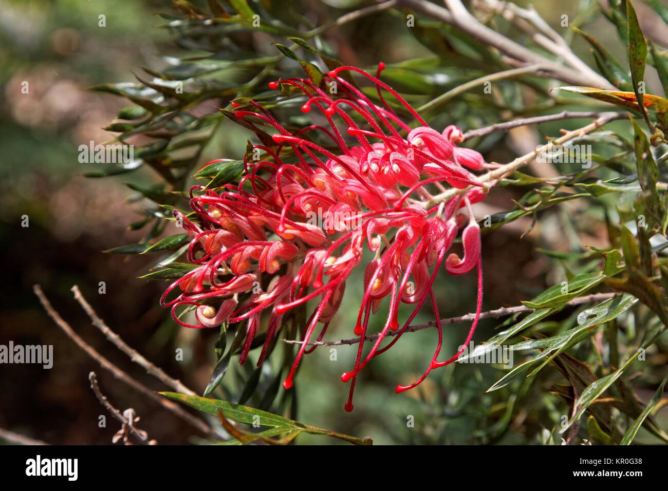 Grevillea australia plant hi-res stock photography and images - Alamy