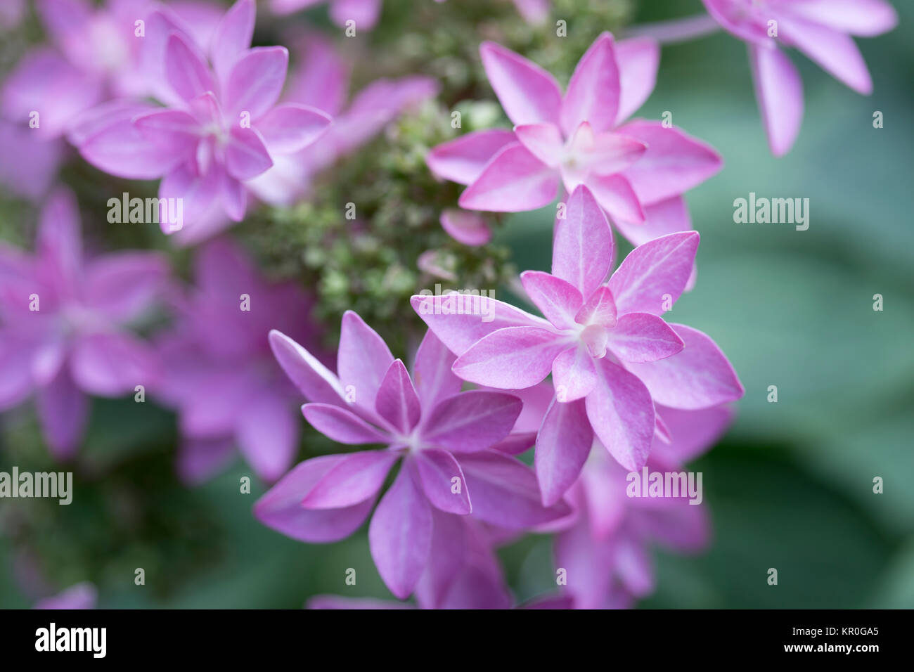pink hydrangea (hydrangea) of the variety Stock Photo - Alamy