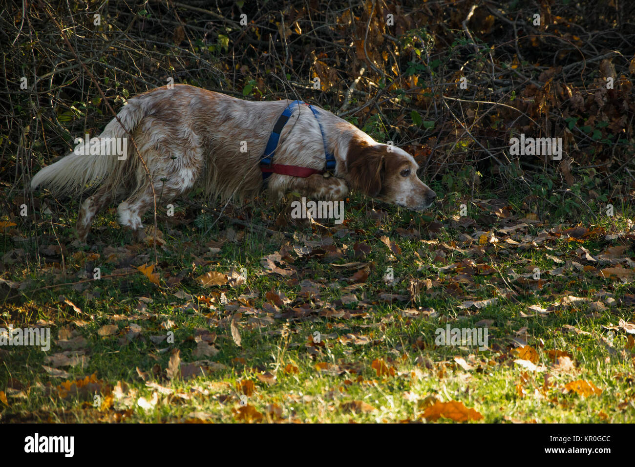English setter hunting in the wild nature Stock Photo - Alamy