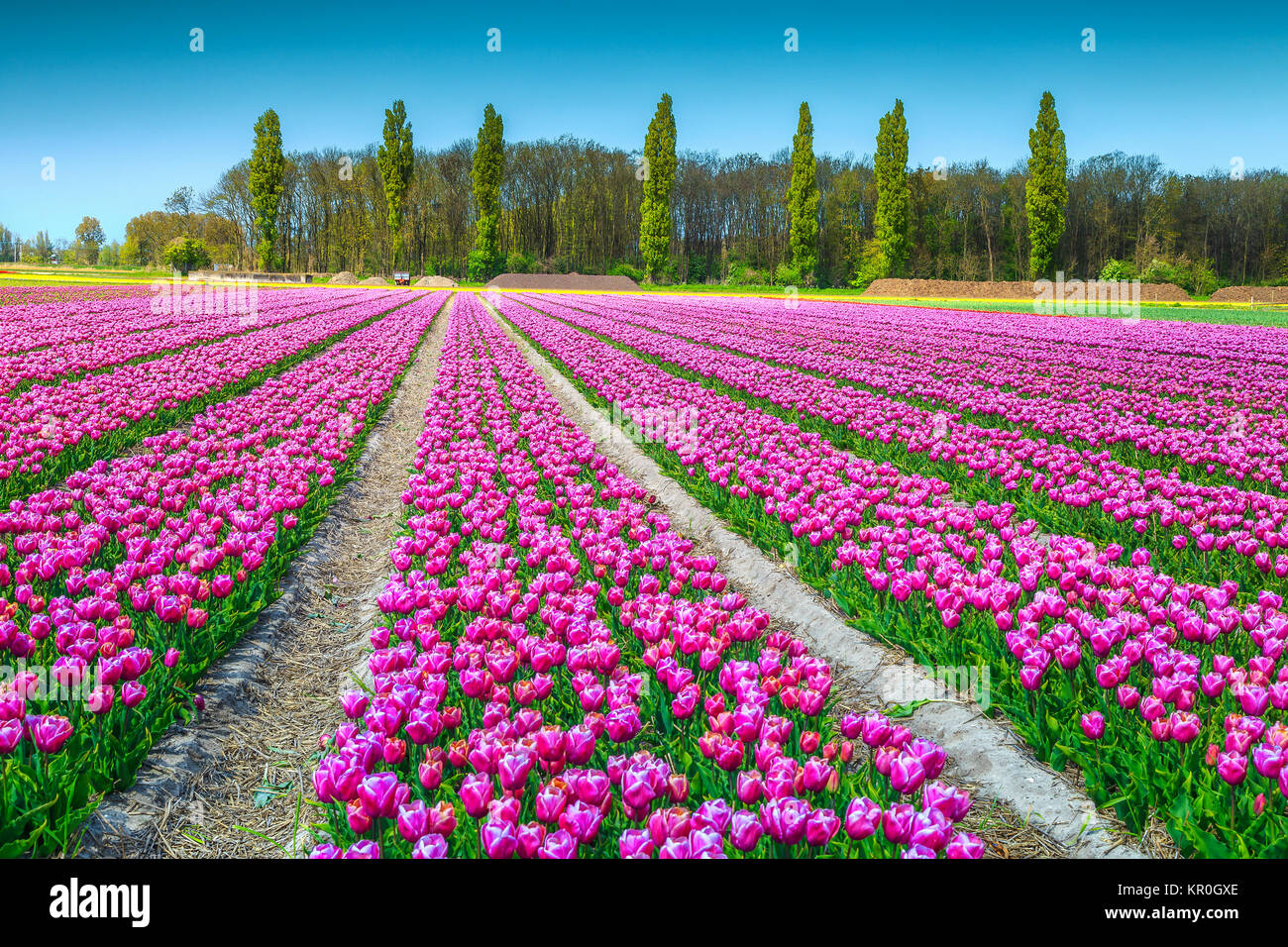 Breathtaking spring landscape with Dutch flower gardens and pink tulip ...