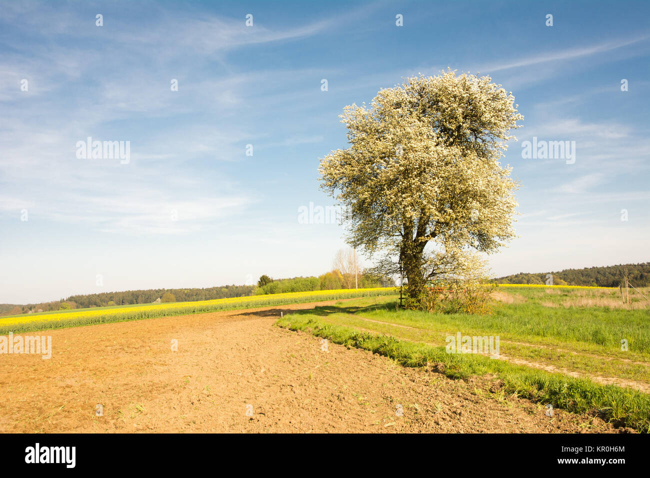 Landscape with a flowering tree Stock Photo - Alamy