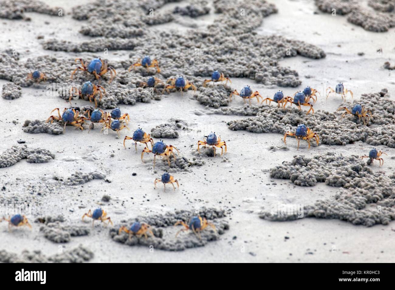 Light blue soldier crab hi-res stock photography and images - Alamy