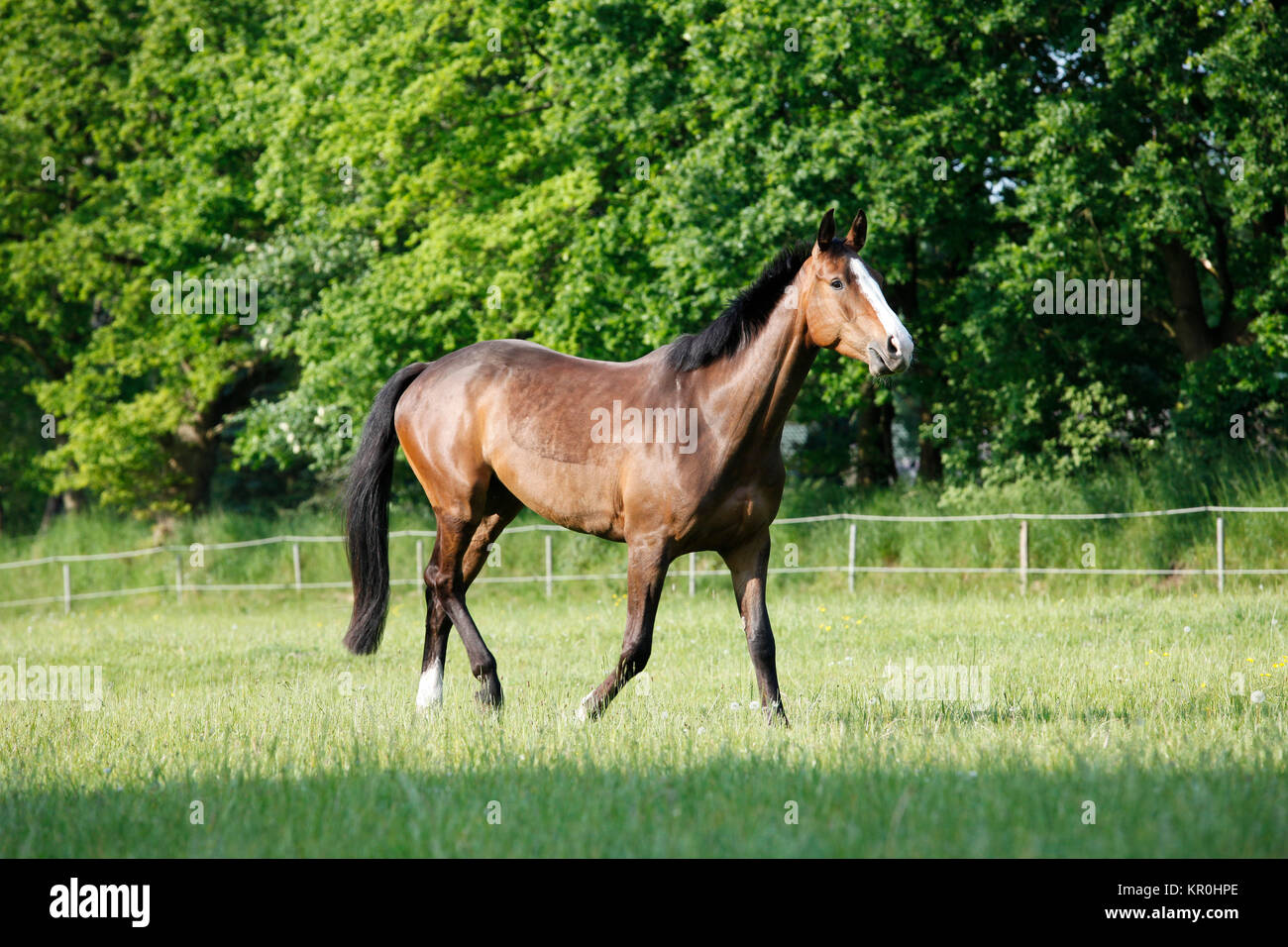 Holsteiner horse hi-res stock photography and images - Alamy