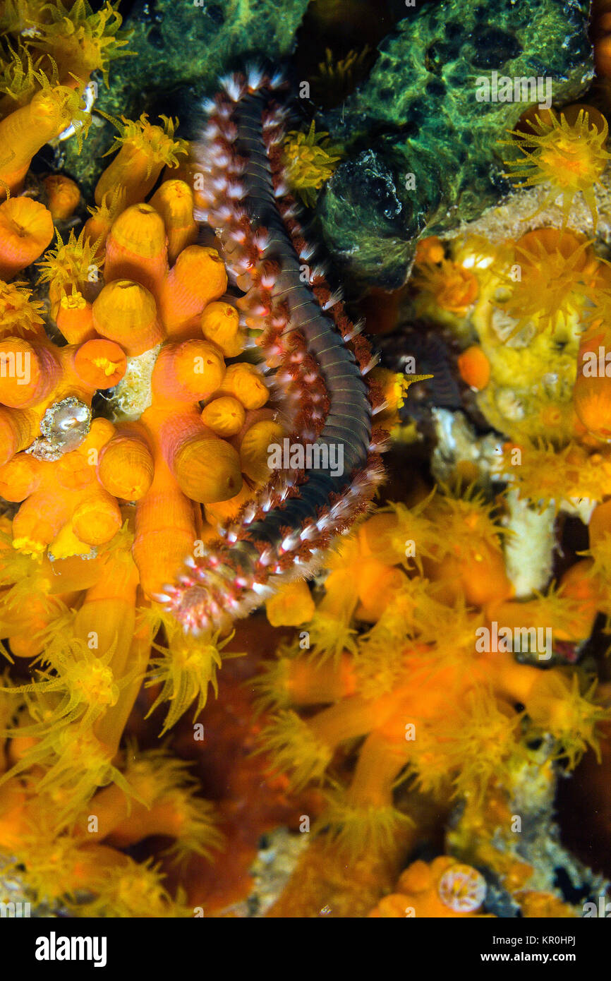 bearded fireworm, Hermodice carunculata, is a type of marine ...