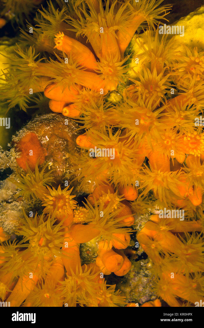 Tubastrea, also known as sun coral or sun polyps, is a genus of coral ...