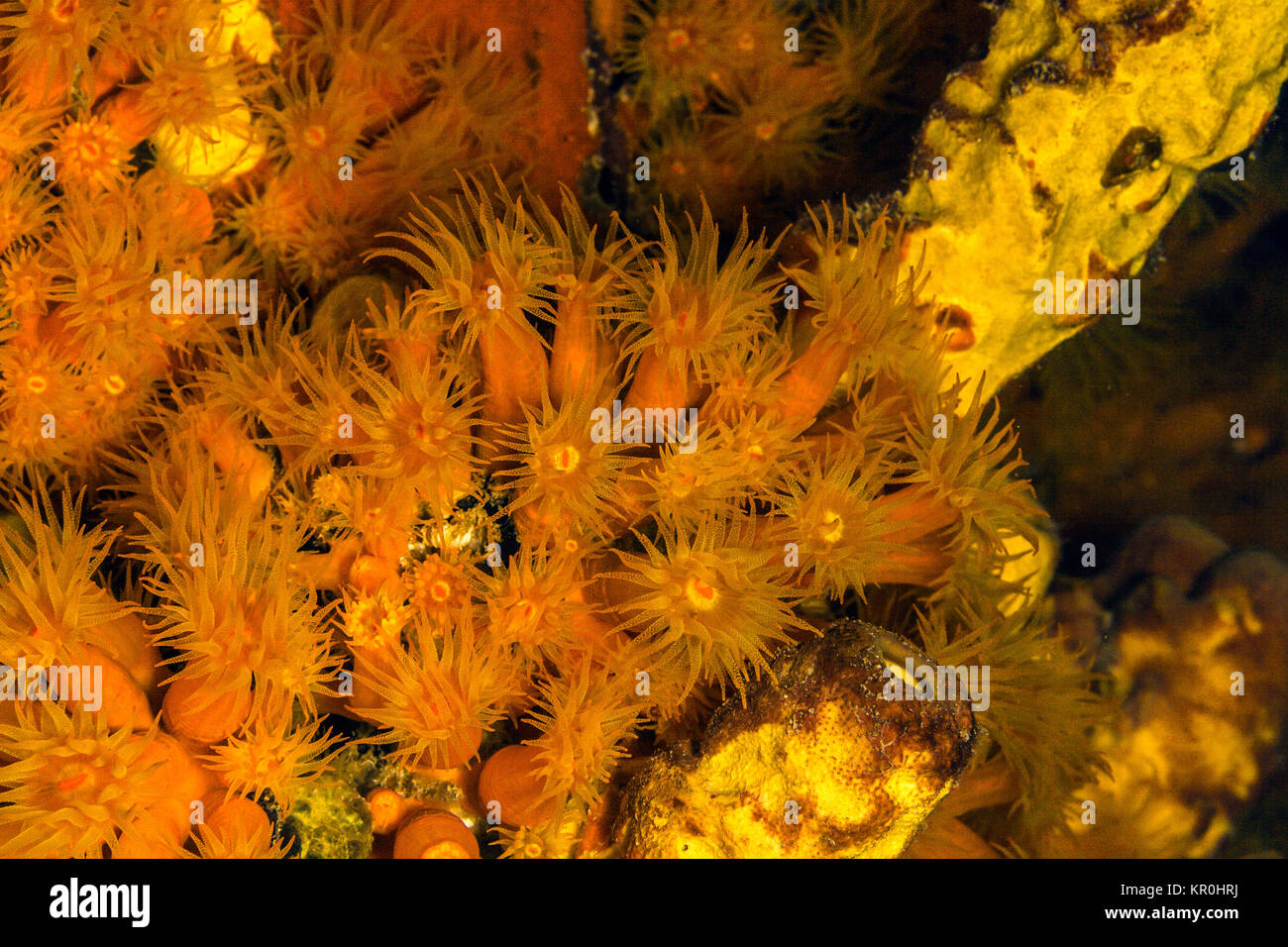 Tubastrea, also known as sun coral or sun polyps, is a genus of coral ...