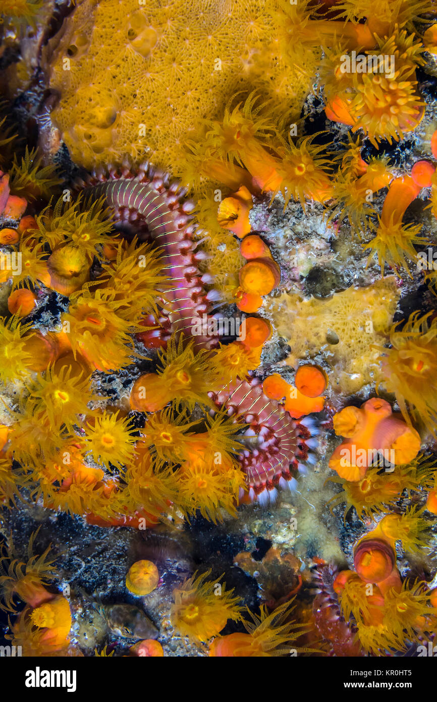 bearded fireworm, Hermodice carunculata, is a type of marine ...
