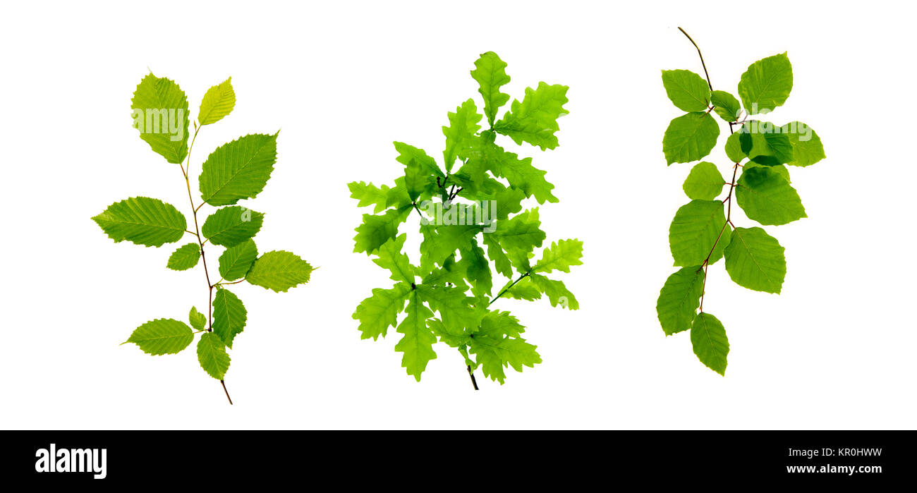 Fresh leaves on white background.Tree branch isolated.Three tree ...
