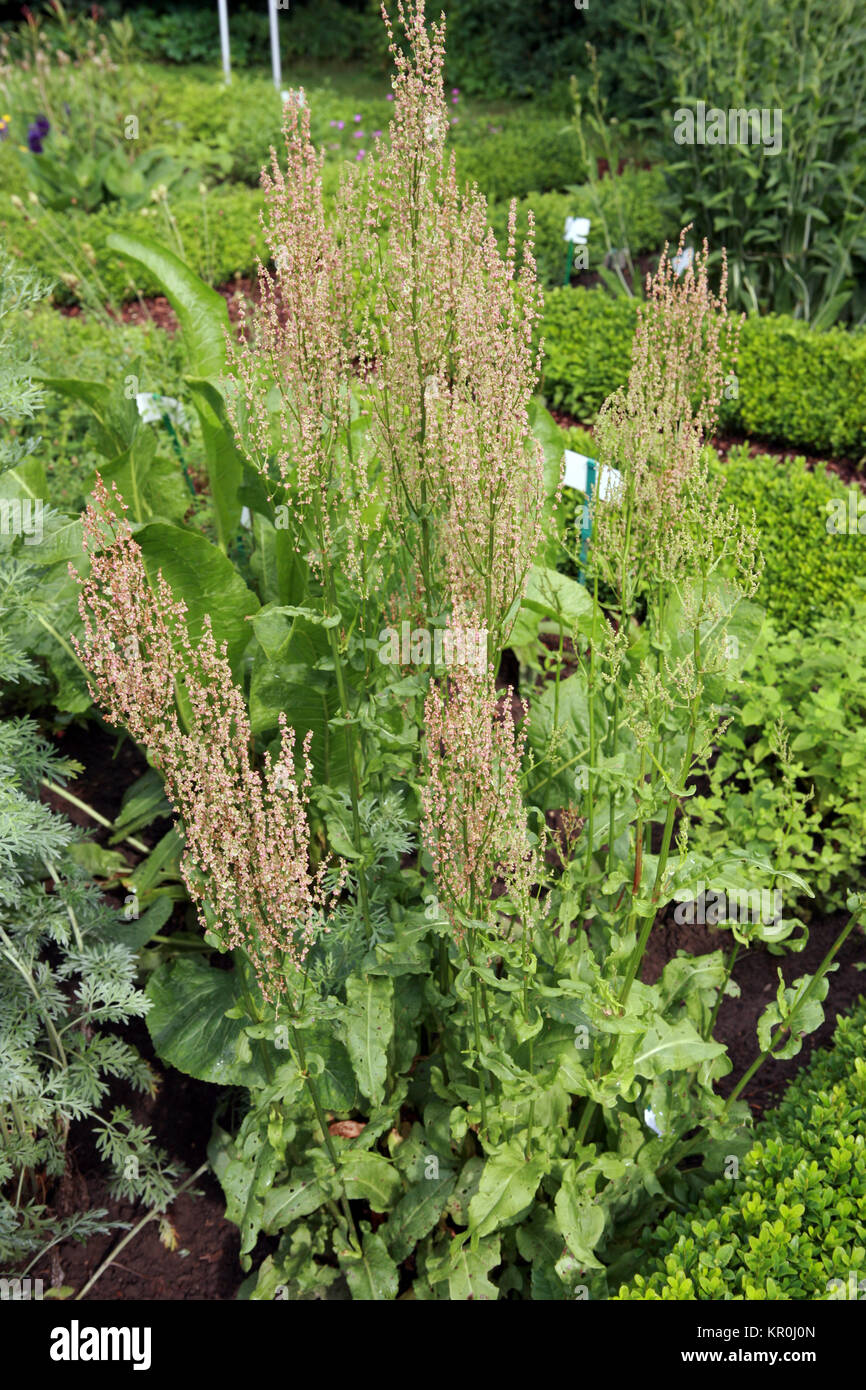sorrel (rumex acetosa Stock Photo - Alamy