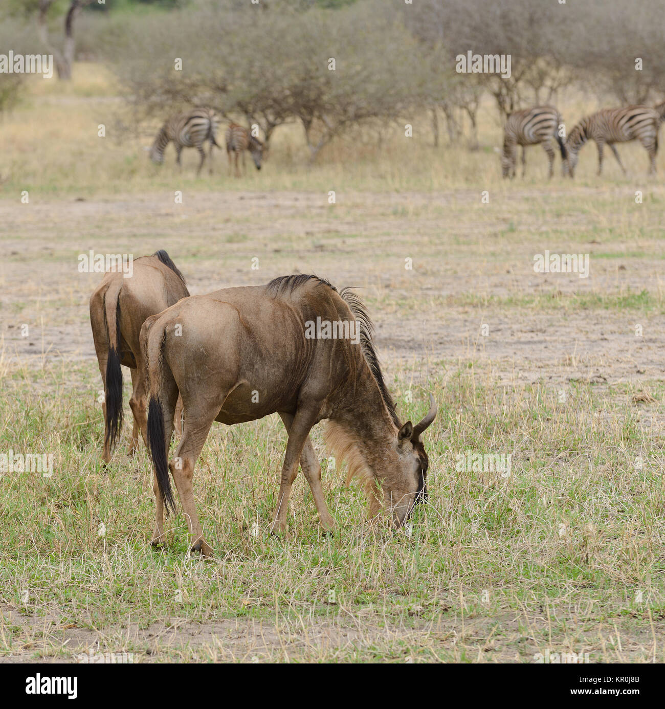 Nyumbu hi-res stock photography and images - Alamy