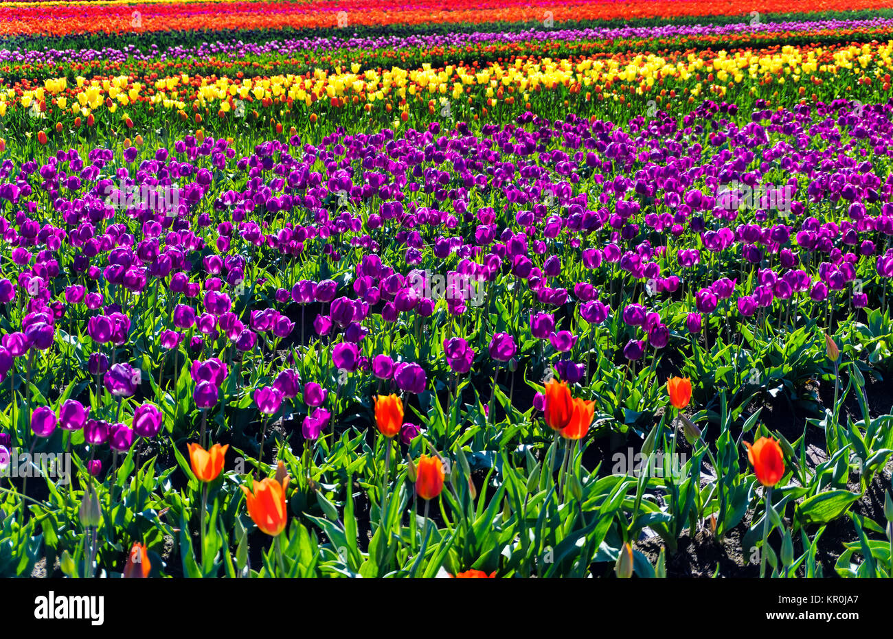 Colorful Tulip Field Stock Photo - Alamy Colorful Tulip Field Stock Photo - Alamy