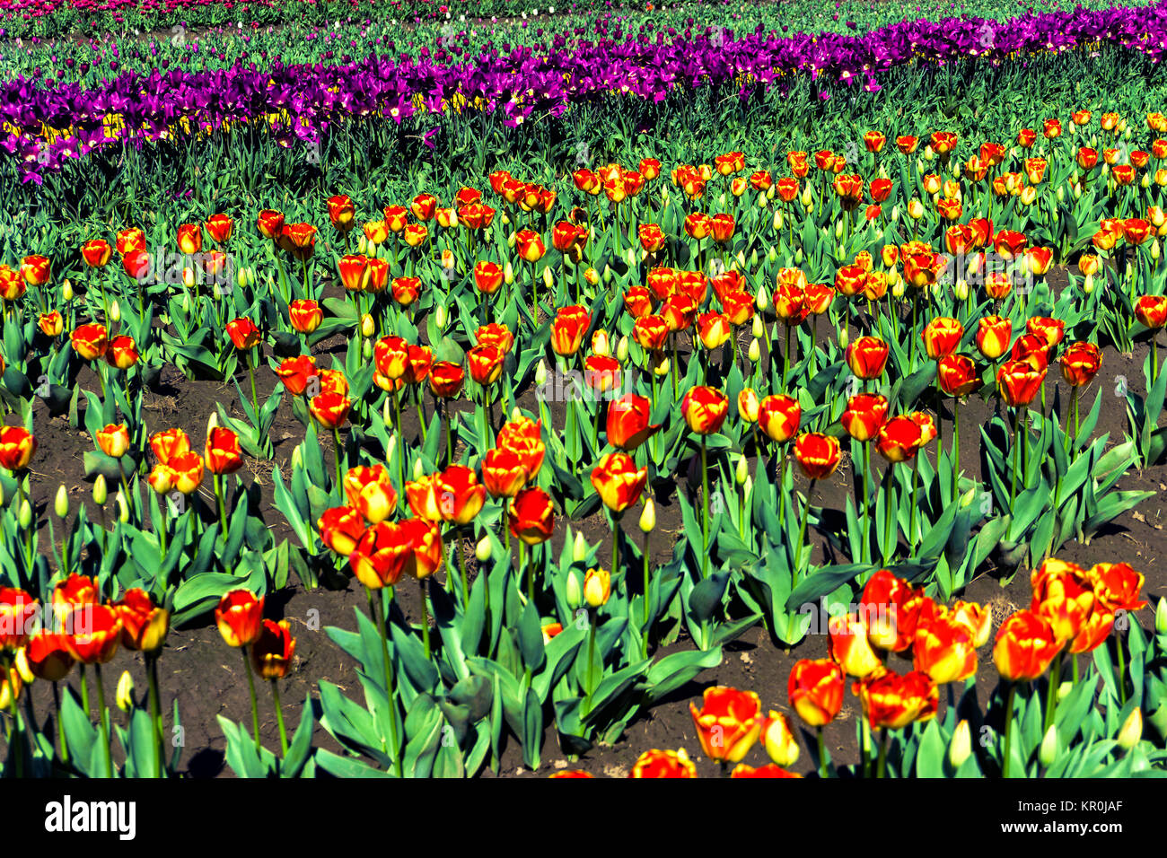 Multi Colored Tulips Stock Photo - Alamy