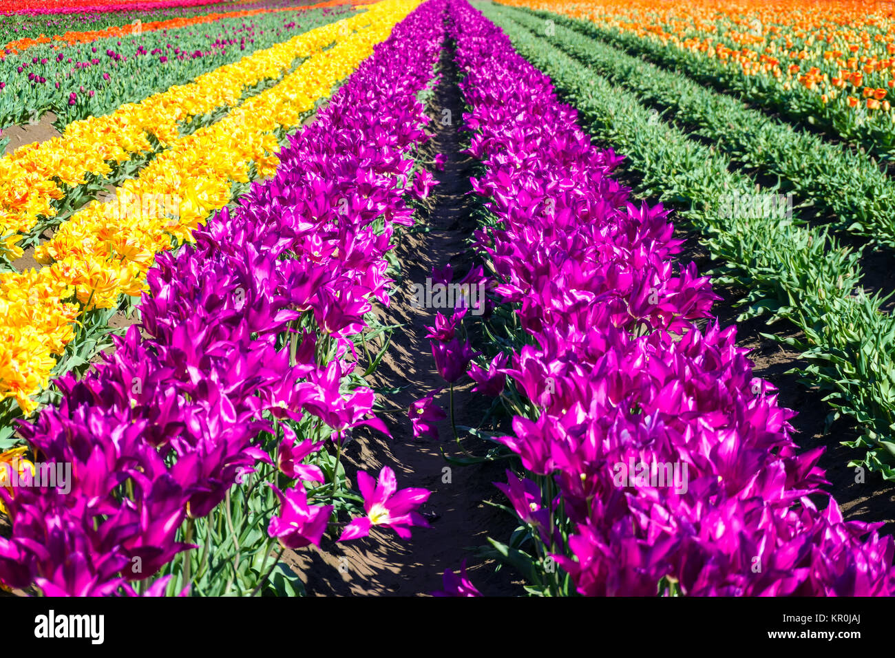 Rows and rows of Tulips Stock Photo - Alamy