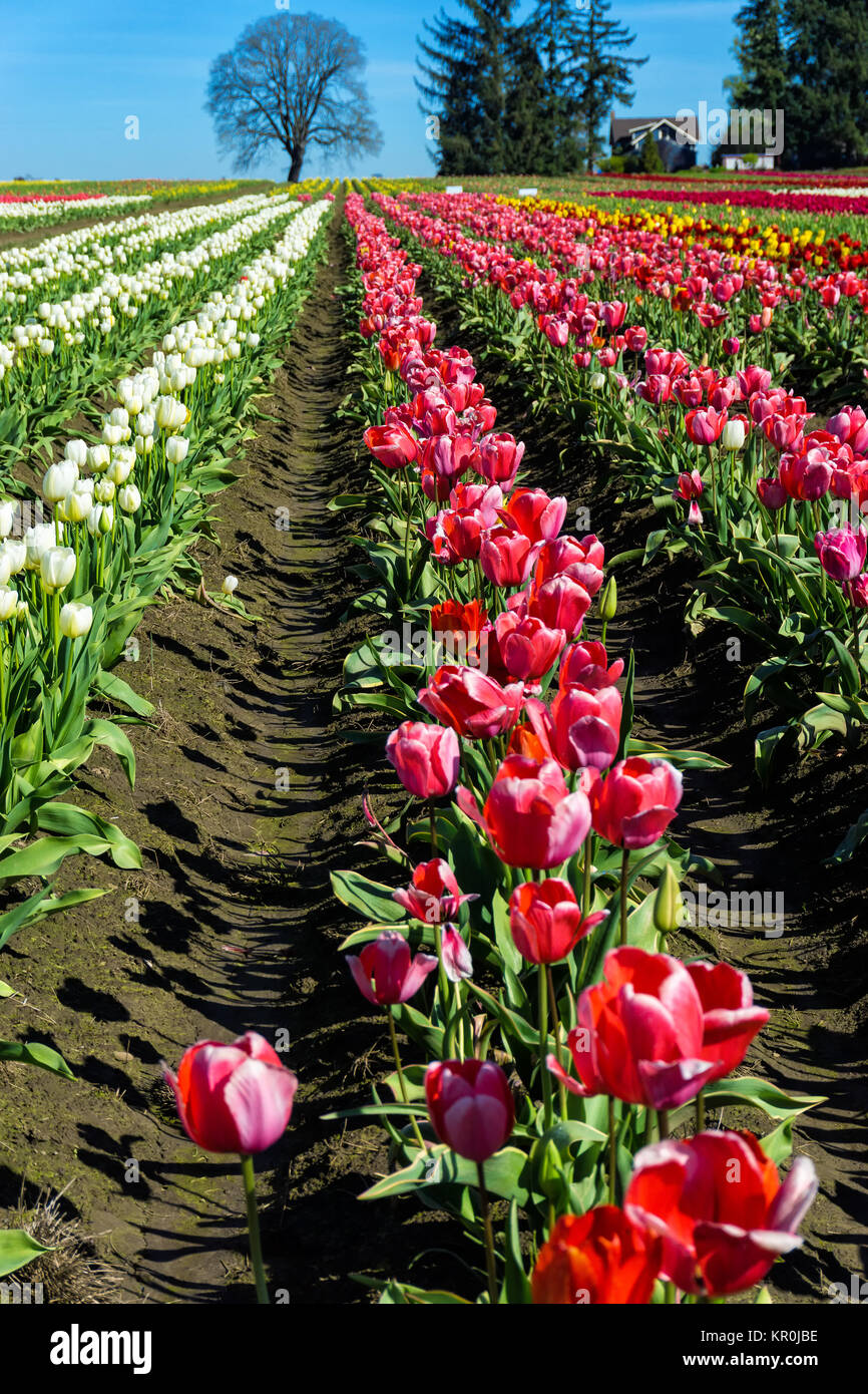 Rows of Tulips Stock Photo - Alamy