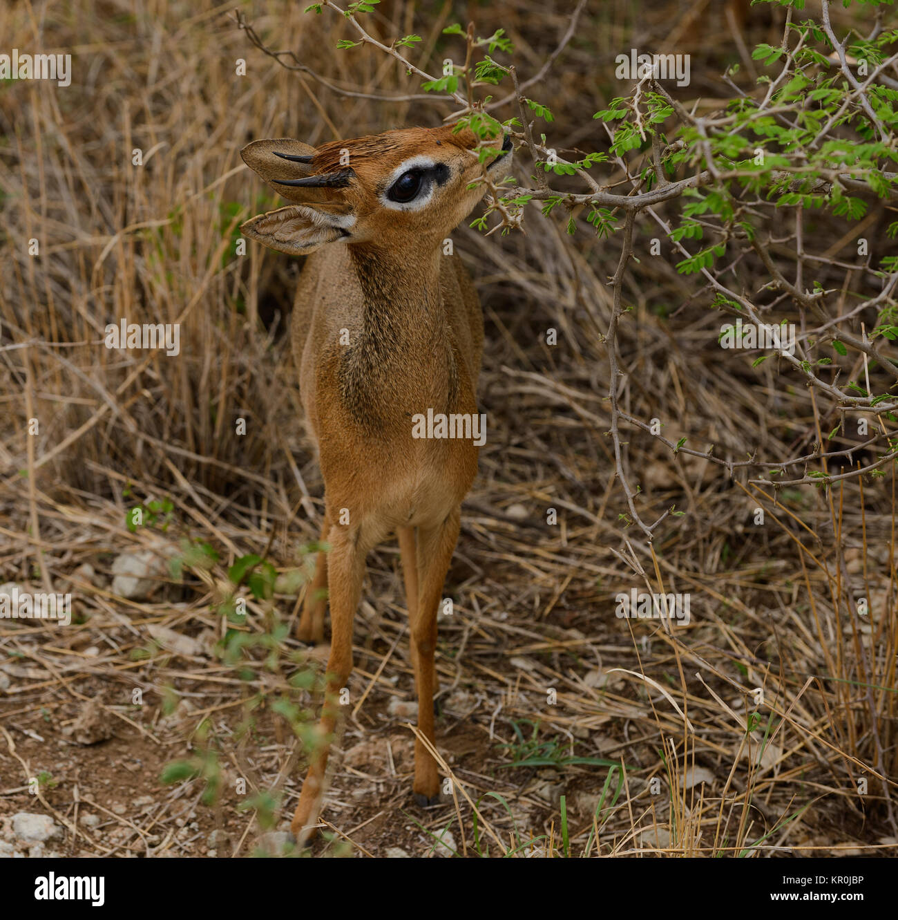 Closeup of Kirk's Dik-dik (scientific name: Madoqua , or "Dikidiki" in ...