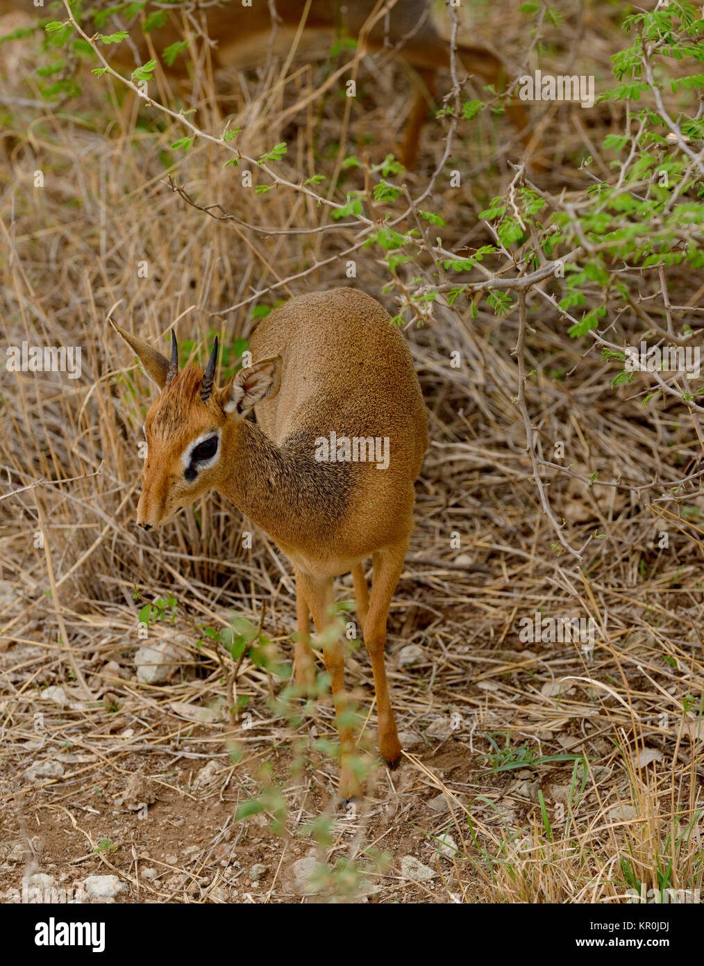 Closeup of Kirk's Dik-dik (scientific name: Madoqua , or "Dikidiki" in ...