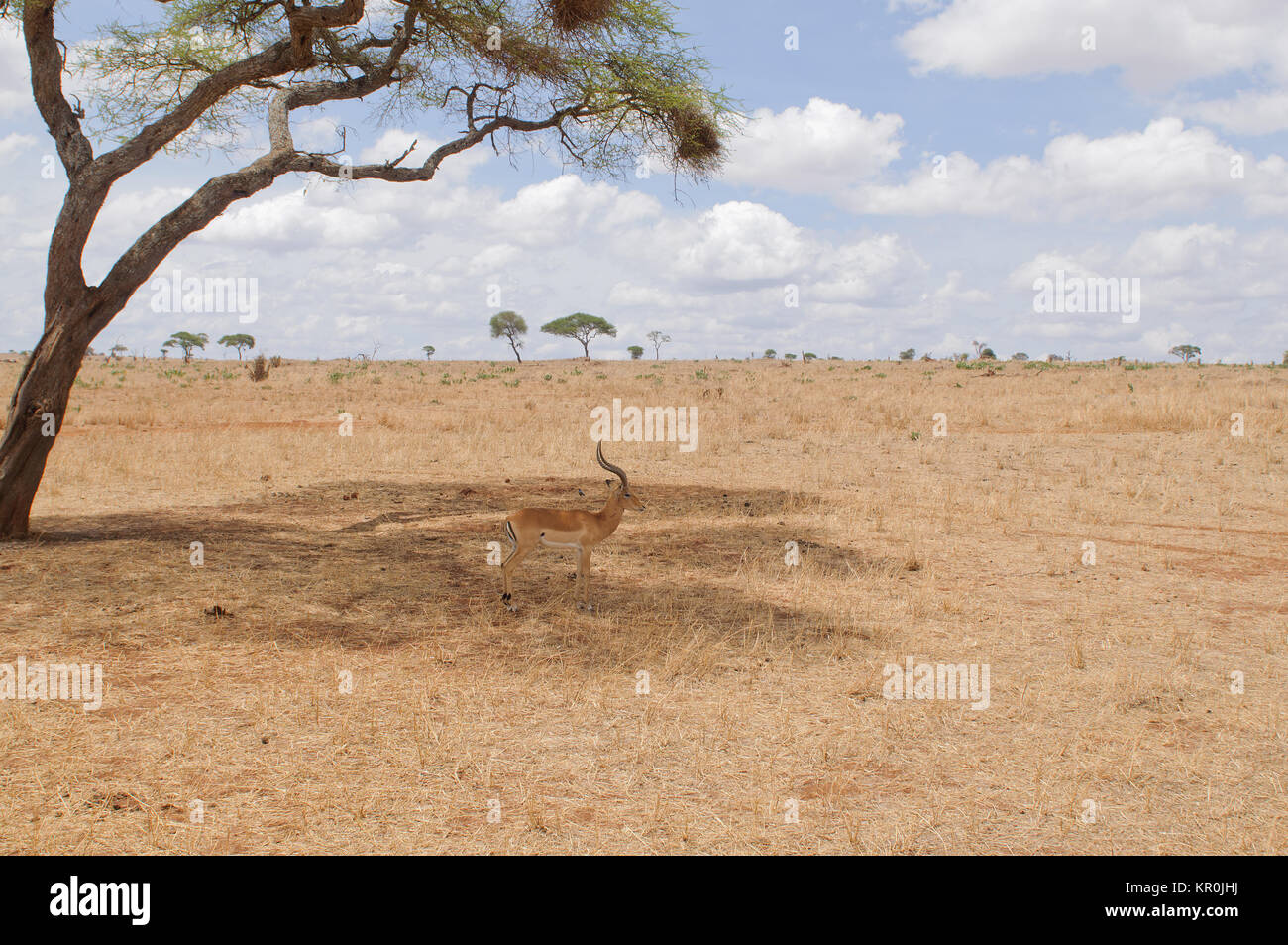 Swala impala hi-res stock photography and images - Alamy