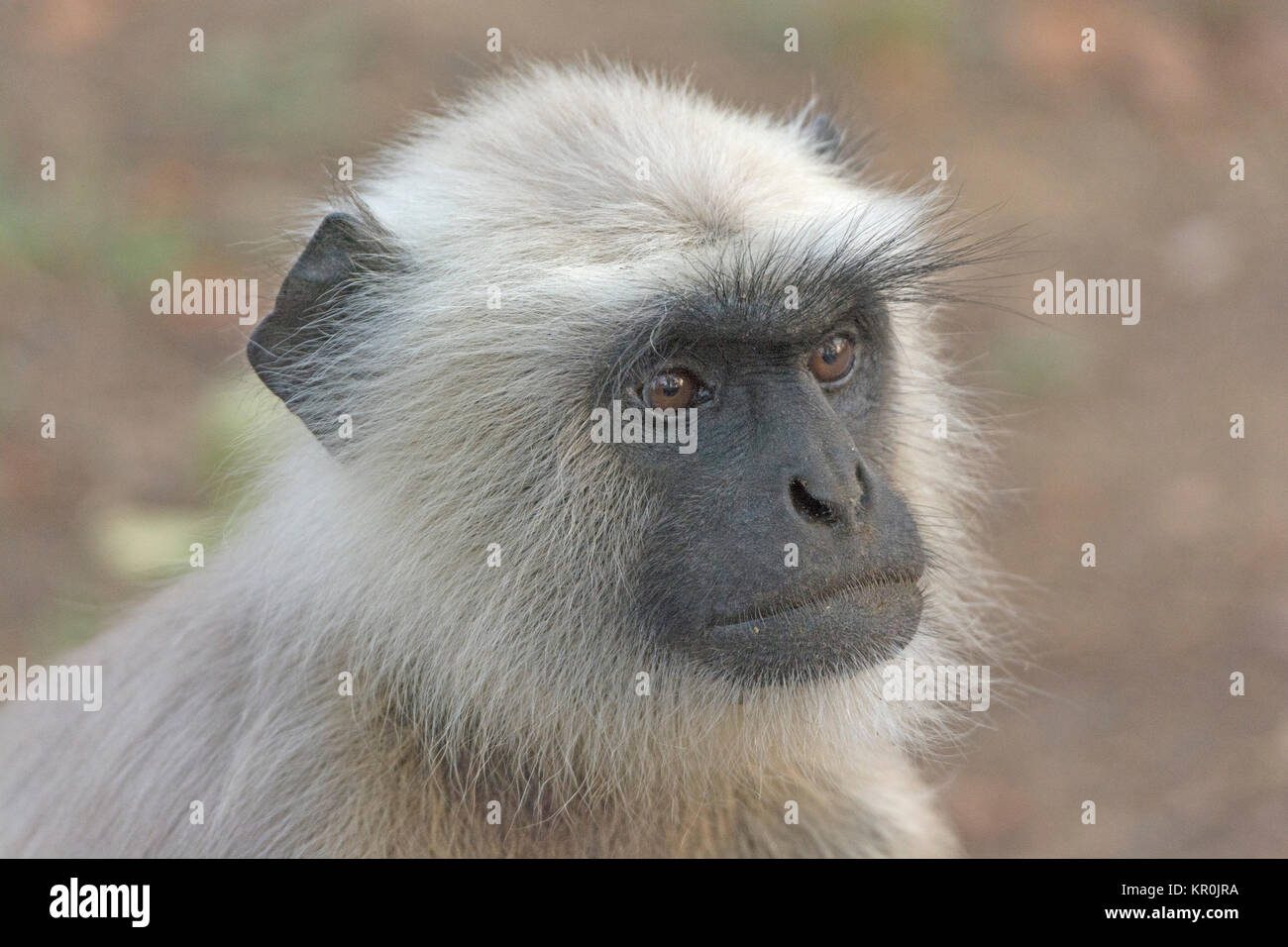 Langur at kanha national park hi-res stock photography and images - Alamy