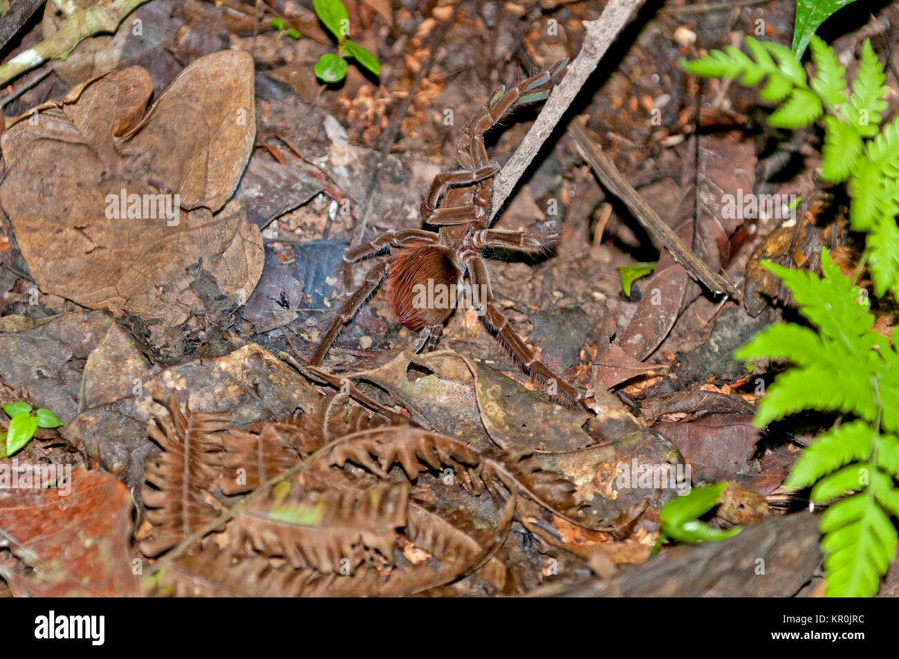 Tarantula peru hi-res stock photography and images - Alamy