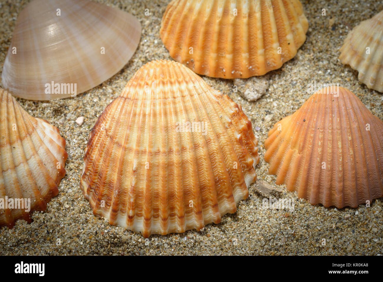 shells on sand Stock Photo - Alamy