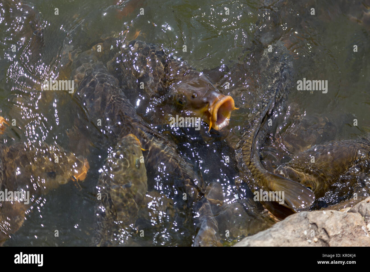 Carp lips in river hi-res stock photography and images - Alamy