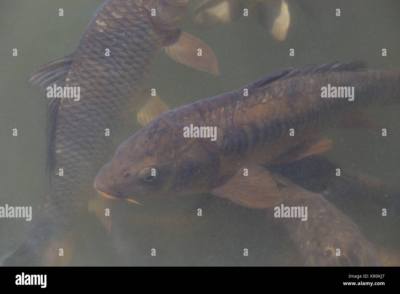Carp lips in river hi-res stock photography and images - Alamy