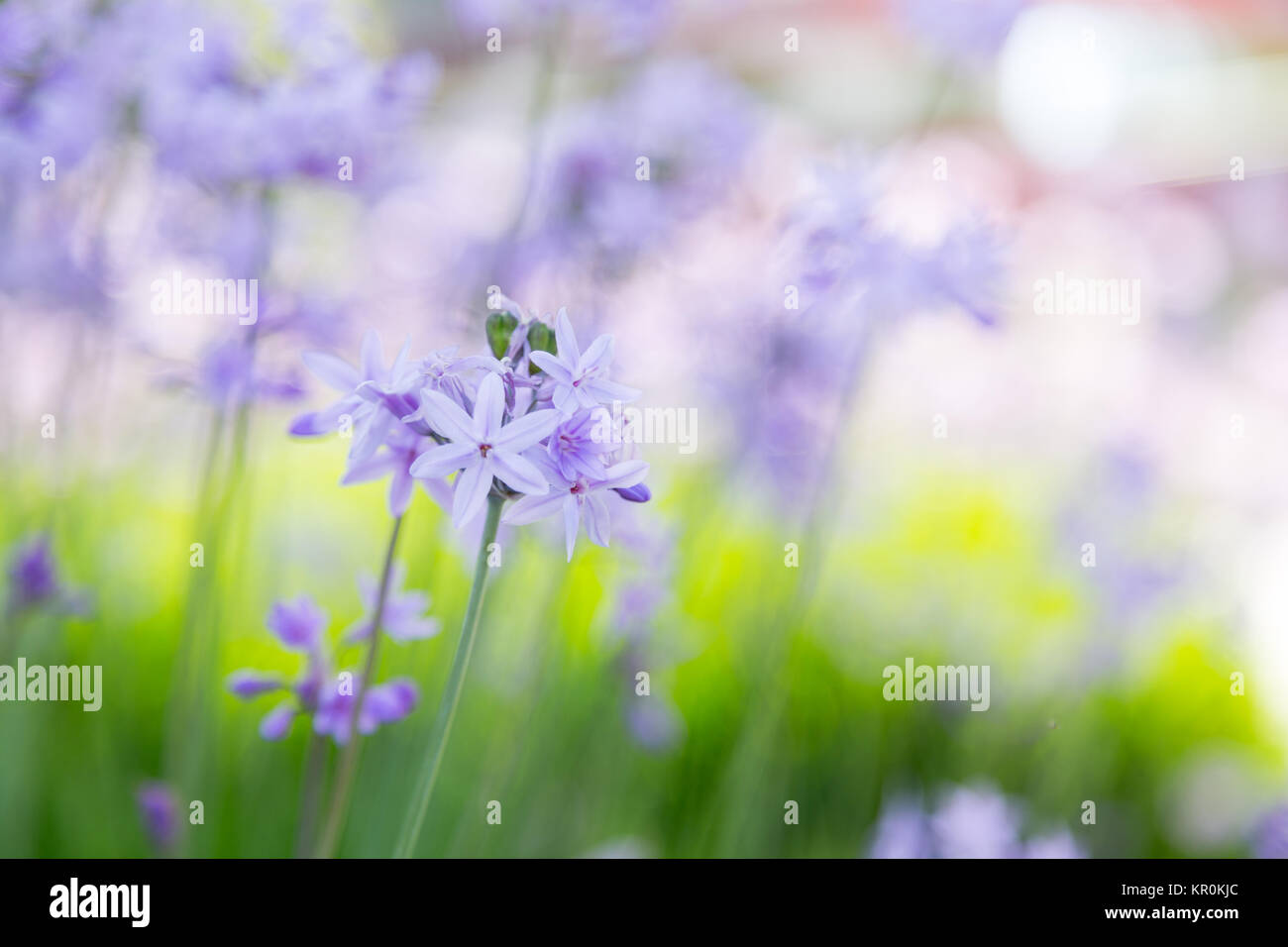 violet flowers in summer day on lawn Stock Photo - Alamy