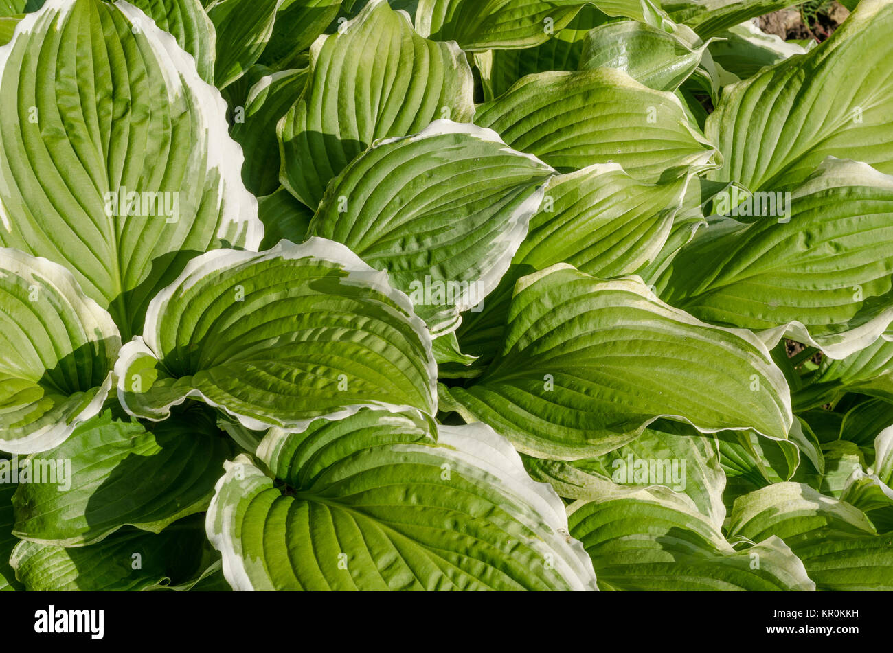 The texture of green leaves Stock Photo - Alamy