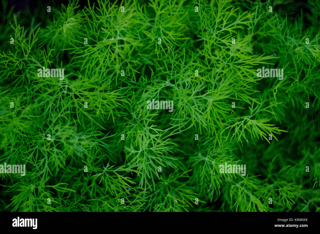 Texture, background of green seaweed Stock Photo - Alamy