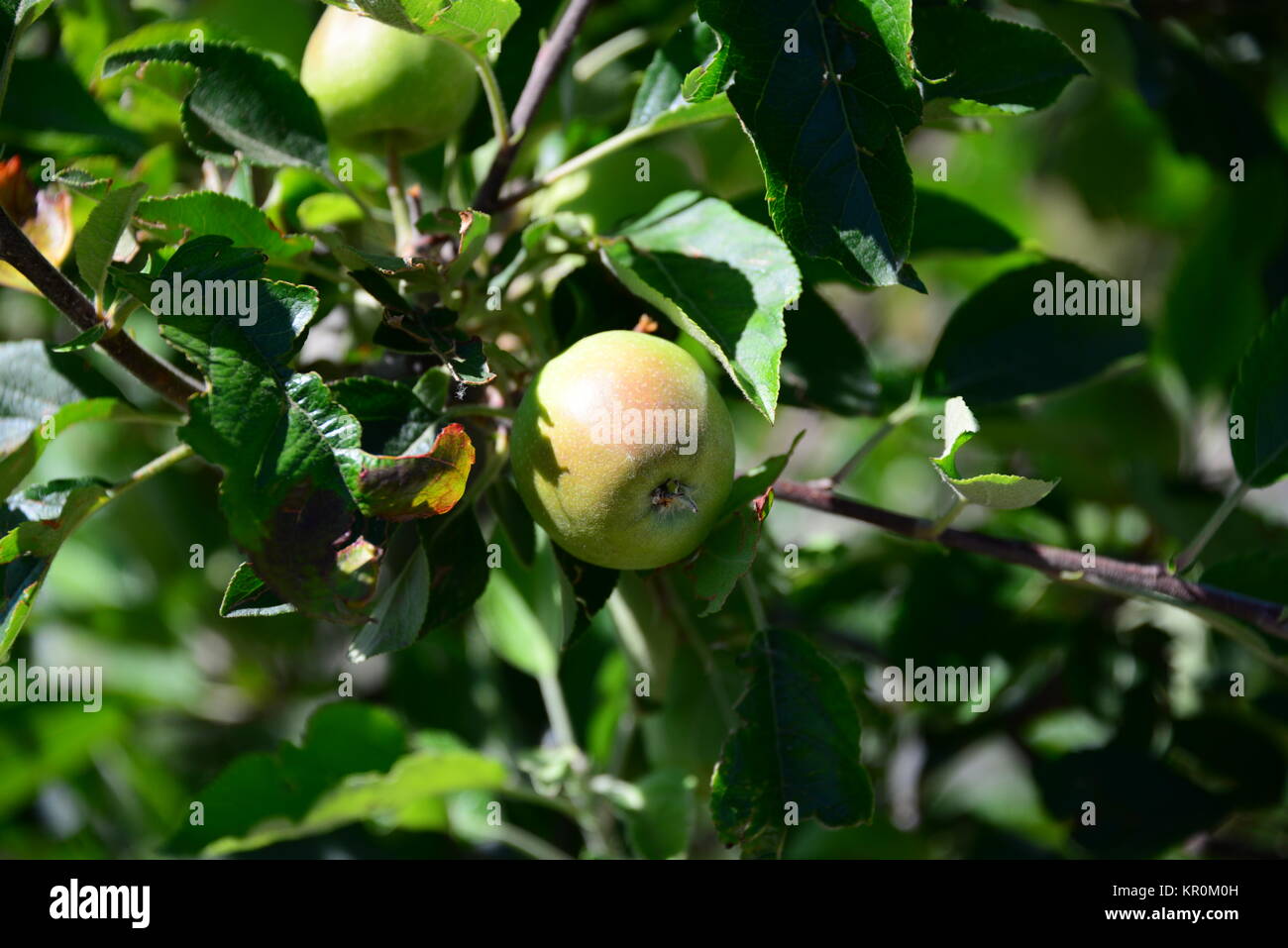 green aÃ¤pfel on the tree in spain Stock Photo - Alamy