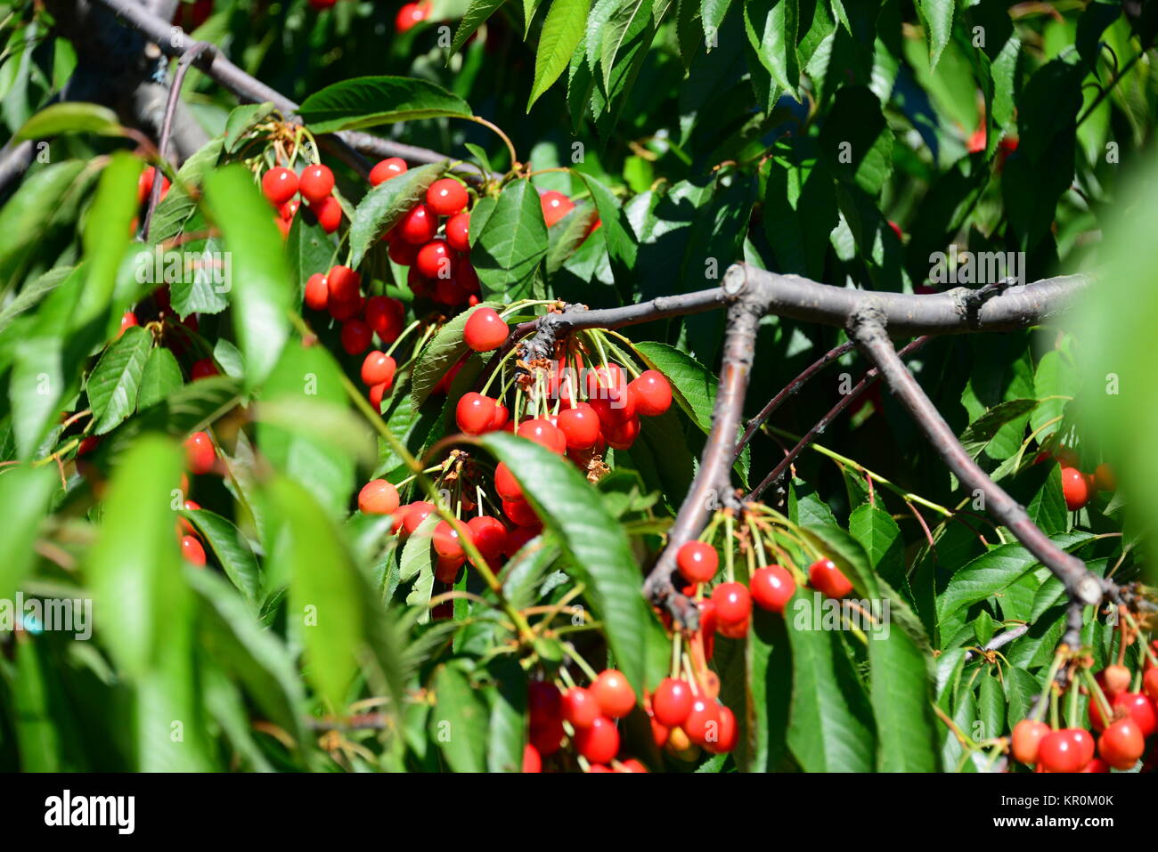 spanish church at tree Stock Photo - Alamy