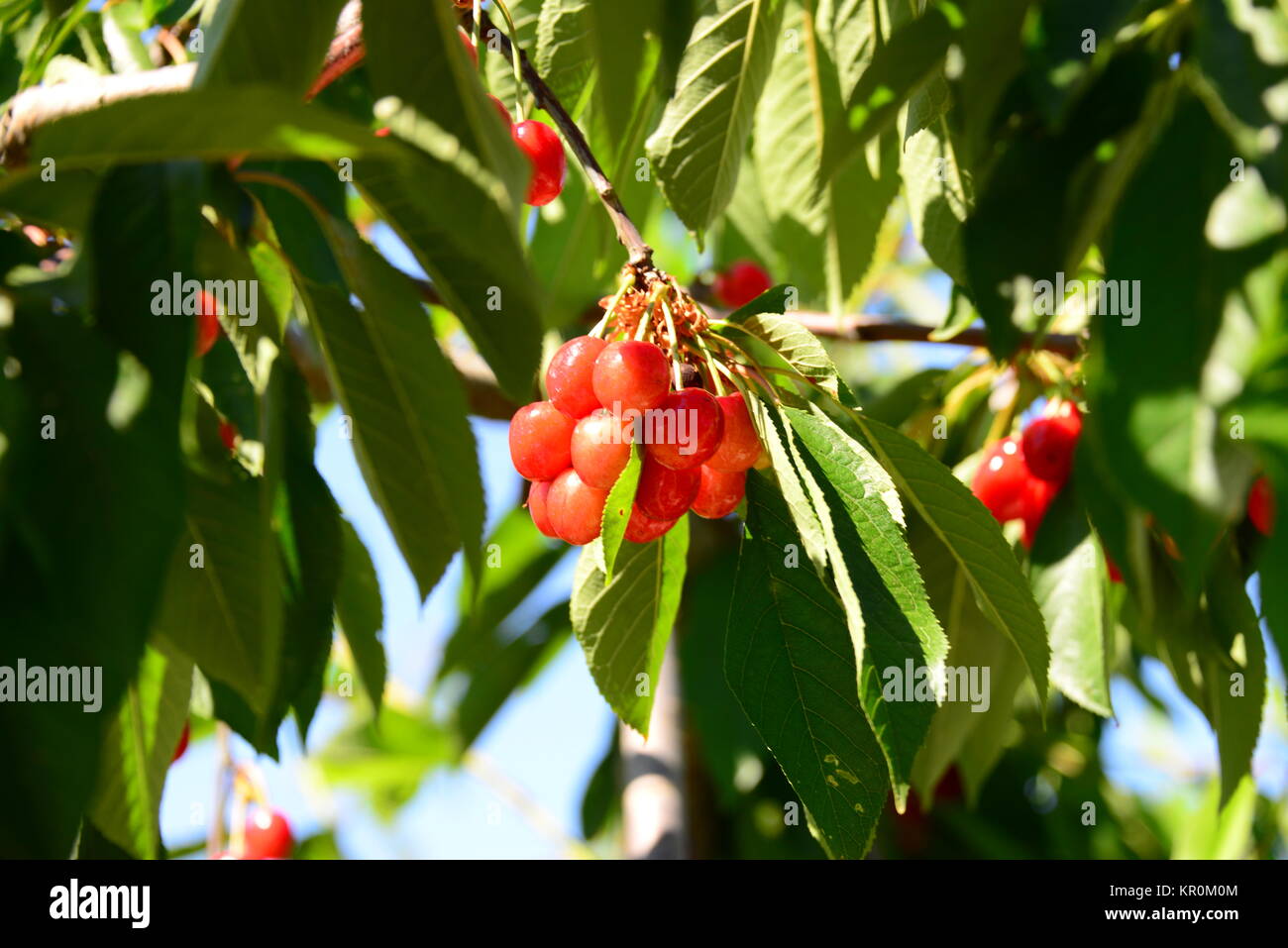 spanish church at tree Stock Photo - Alamy