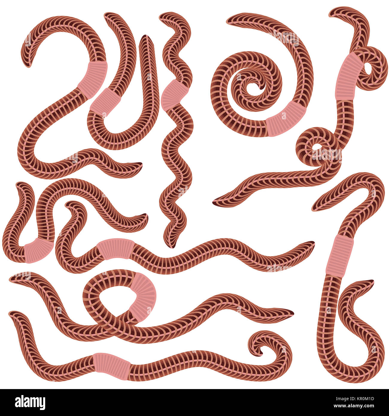 Animal Earth Red Worms for Fishing Stock Photo - Alamy