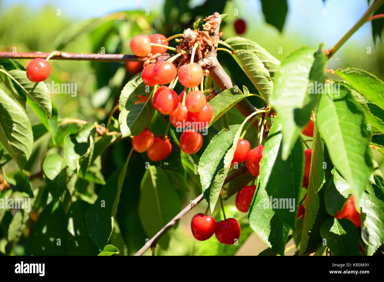 spanish cherries on the tree Stock Photo - Alamy