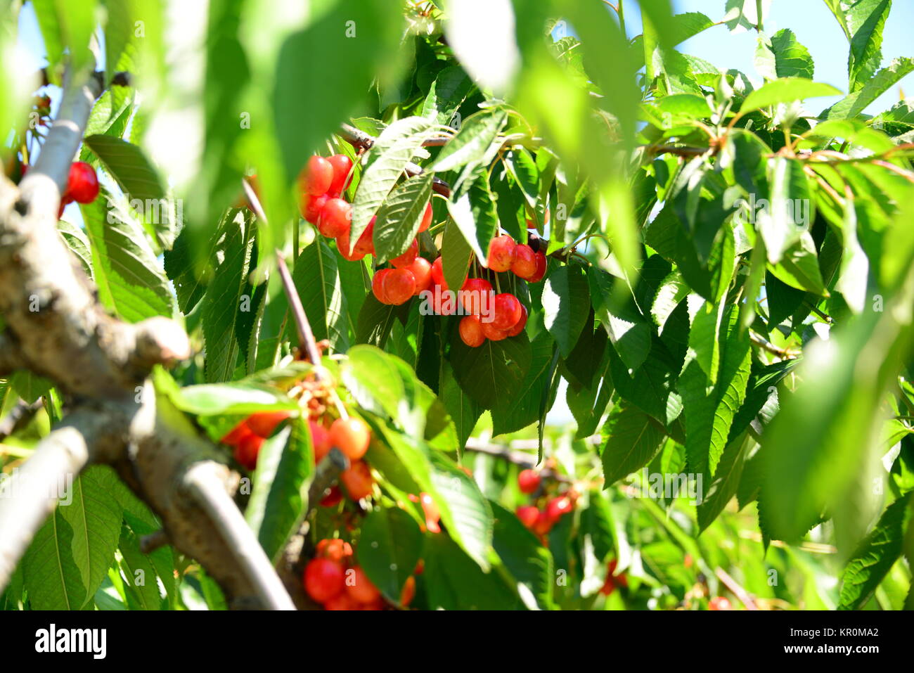 spanish cherries on the tree Stock Photo - Alamy