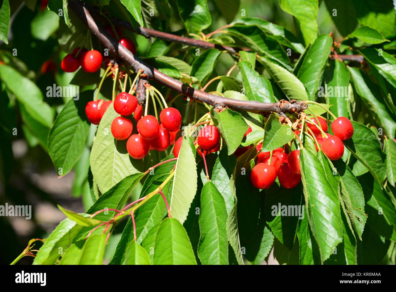 spanish cherries on the tree Stock Photo - Alamy