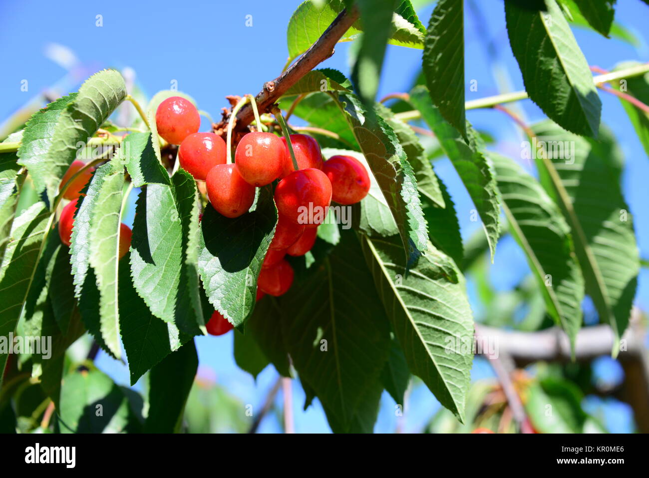 red cherries in spain Stock Photo - Alamy