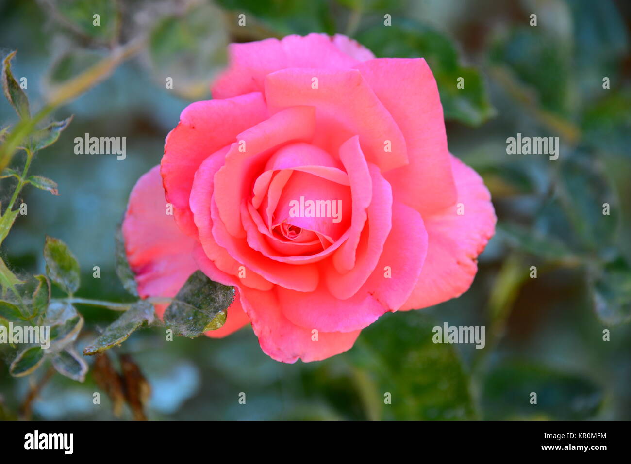 rose blossom in spain Stock Photo - Alamy