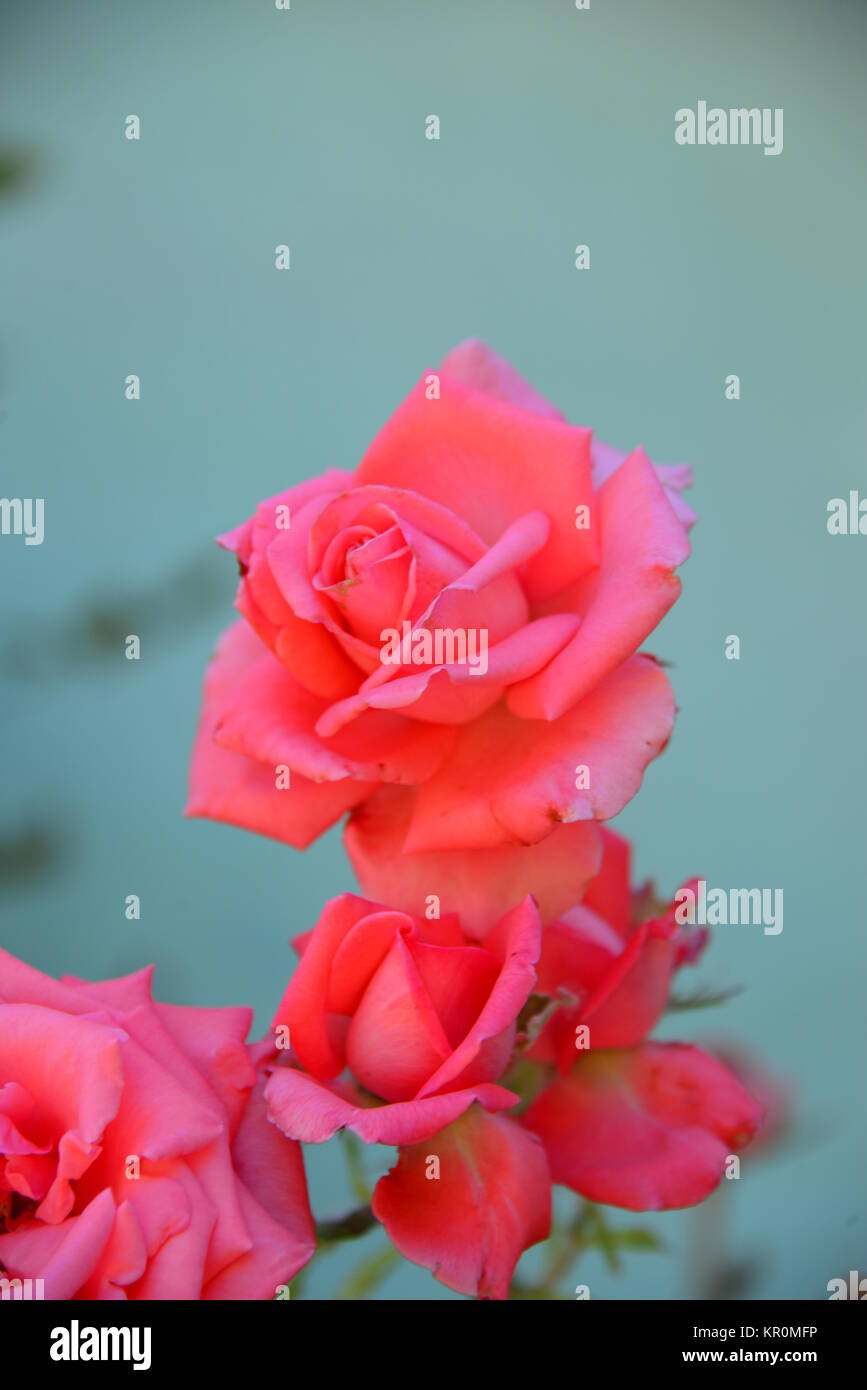 rose blossom in spain Stock Photo - Alamy
